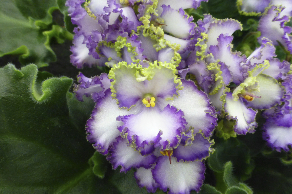 The shade-loving African violet is having its day in the sun | News ...
